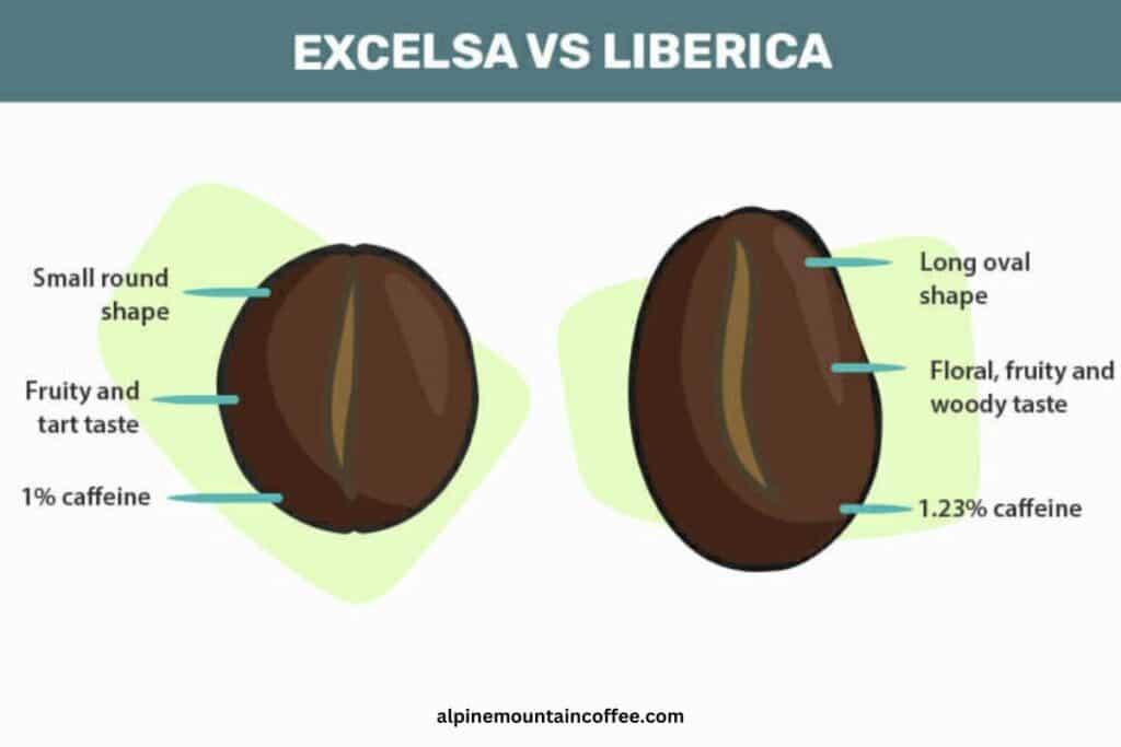 The Complete Guide to Different Types of Coffee - Alpine Mountain Coffee