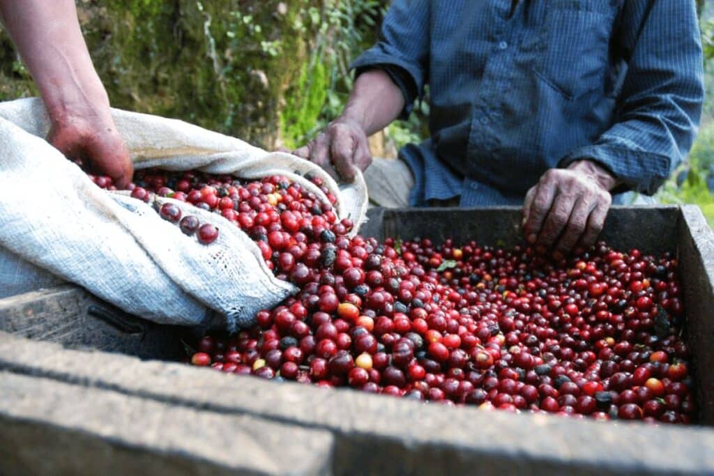 Exploring the Best Coffee Beans in the World - Alpine Mountain Coffee