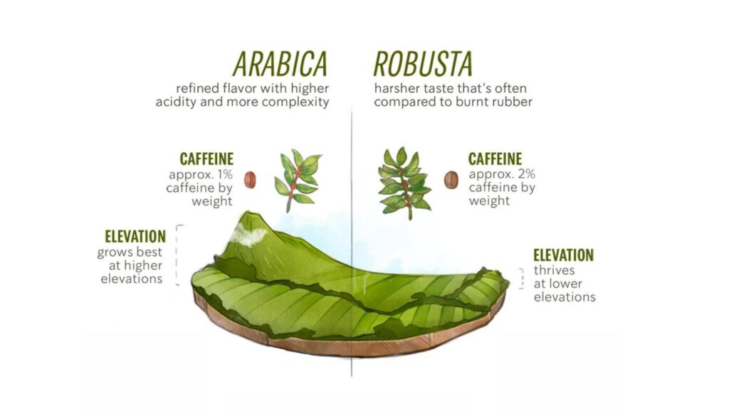 Arabica vs Robusta Coffee Beans - Alpine Mountain Coffee
