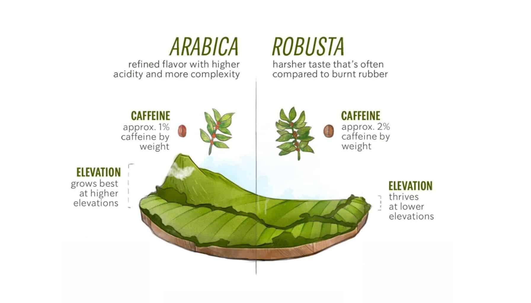 Arabica vs Robusta Coffee Beans – Alpine Mountain Coffee
