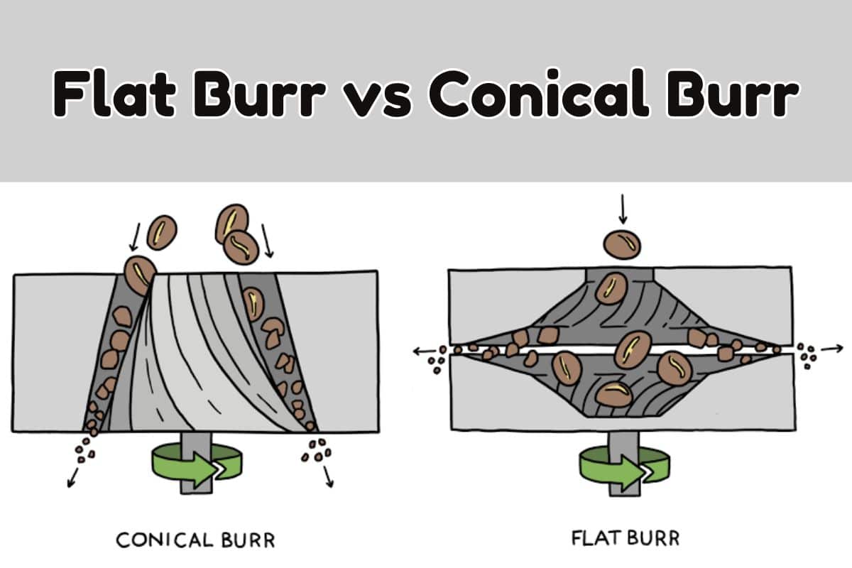 Conical vs Flat Burr Grinder: What’s the Difference and Which Should ...